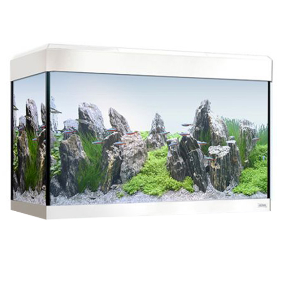 FLUVAL ROMA LED AQUARIUM 125 WHITE NEW CABINET LIMITED EDITION FISH ...